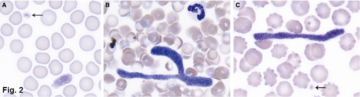 When it's ok to have low platelets - Awanui Veterinary