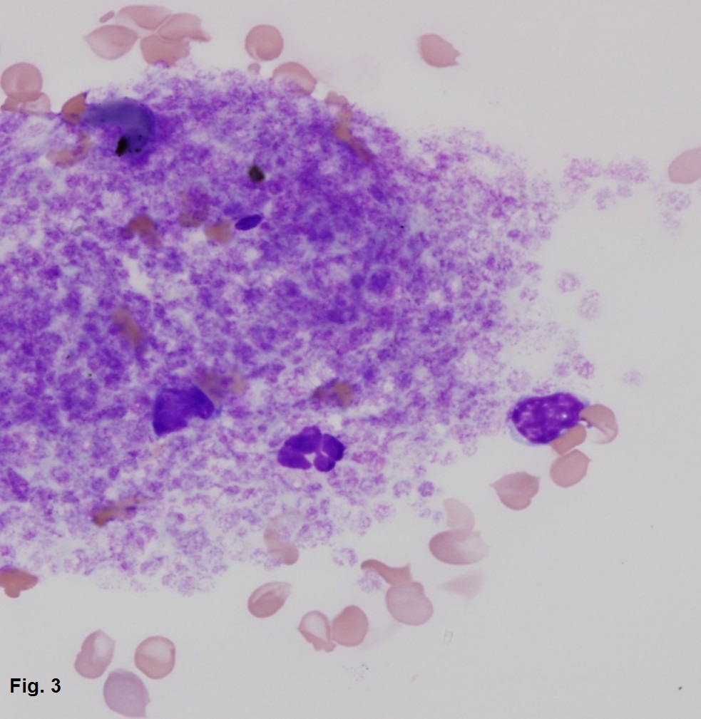 When it's ok to have low platelets - Awanui Veterinary