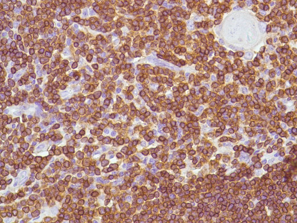 Immunocytochemistry and Immunohistochemistry - Awanui Veterinary