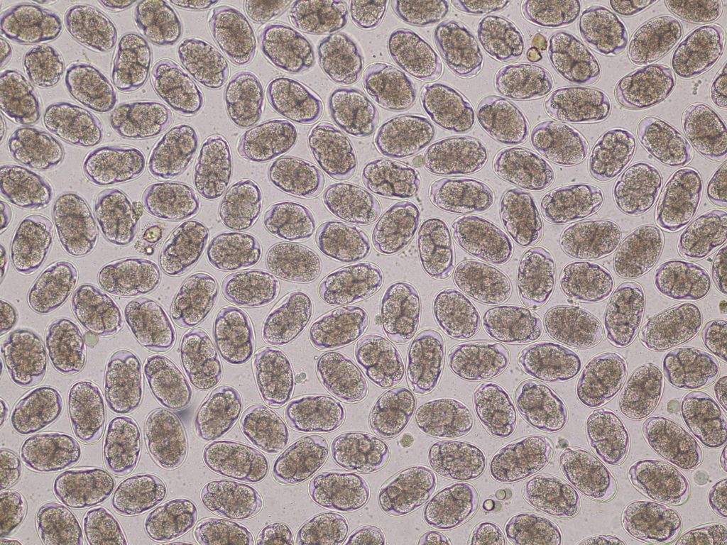 Faecal egg counts – individual - Awanui Veterinary