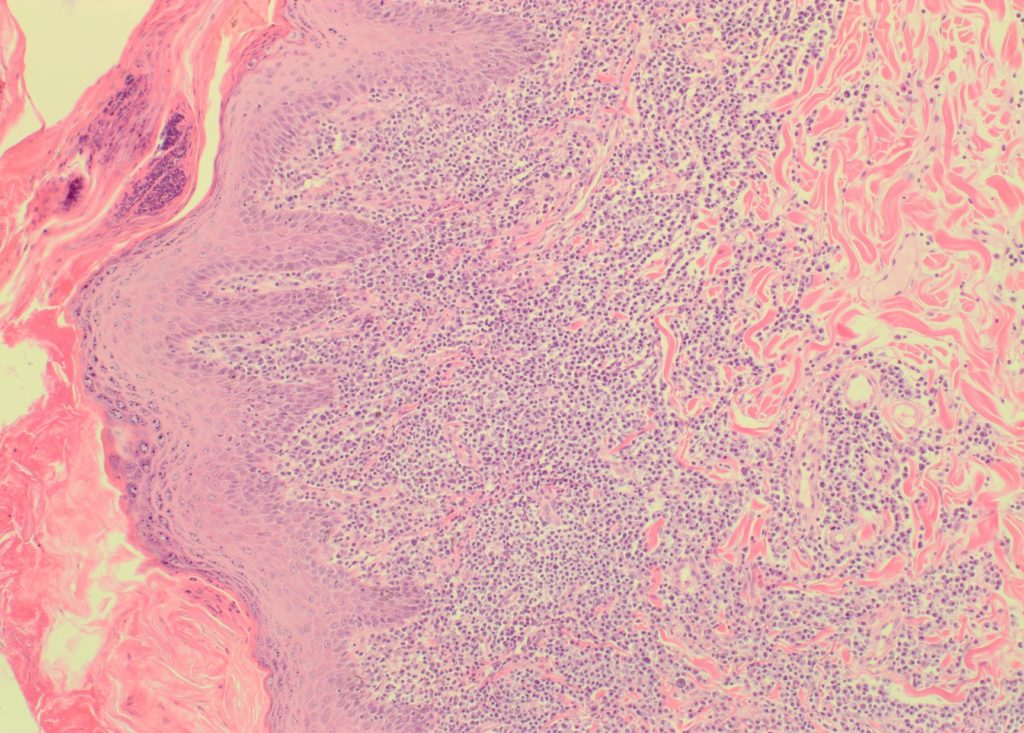 Histopathology – General information - Awanui Veterinary