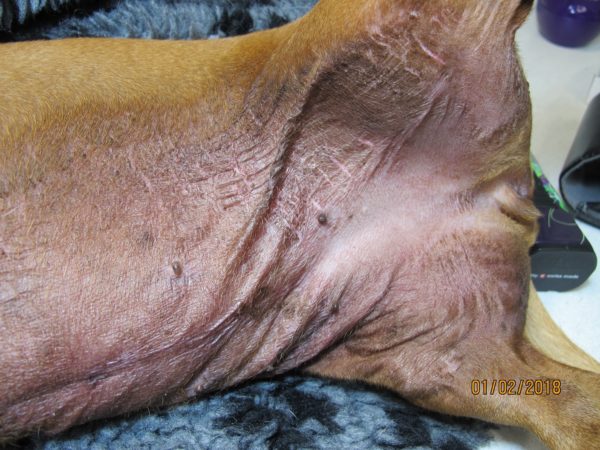 Skin - examination for dermatophytes (ringworm) - Awanui Veterinary