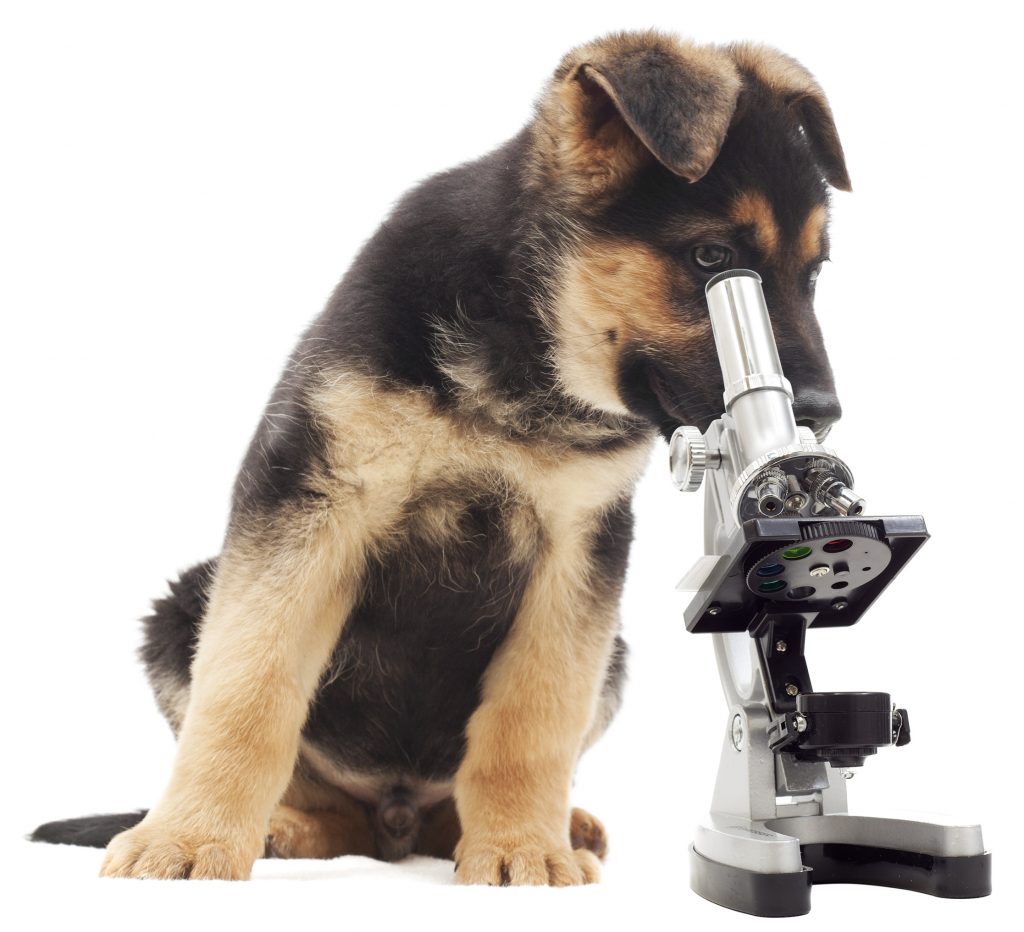 Laboratory tours - Awanui Veterinary