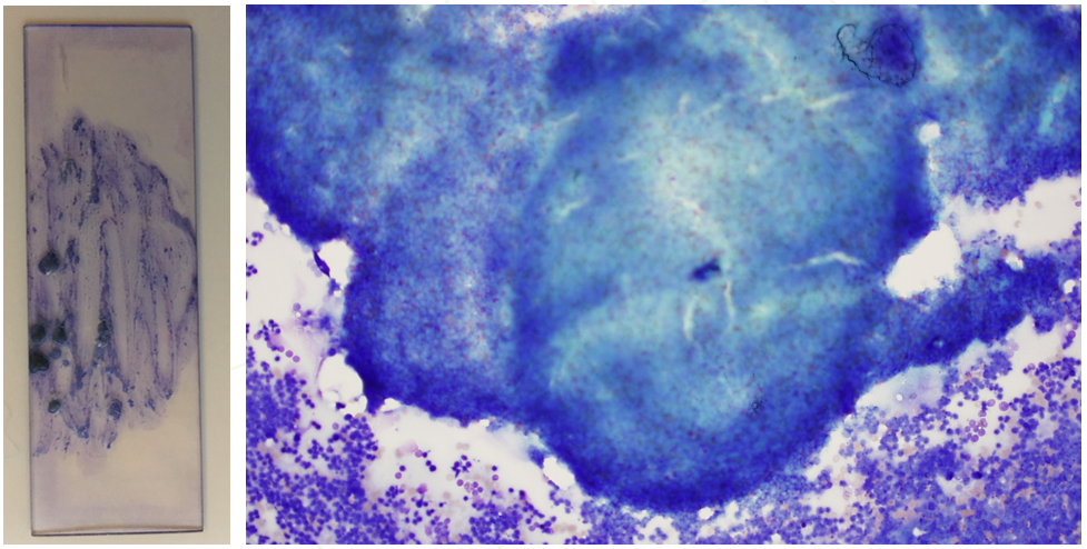 CPD - Awanui Veterinary