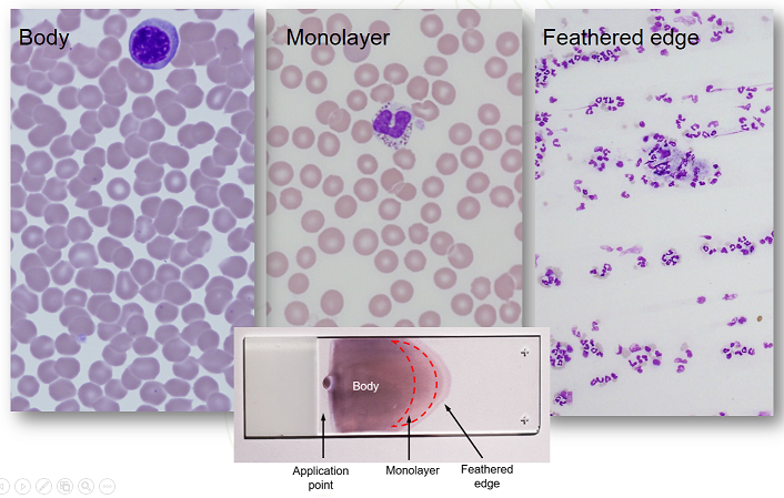 CPD - Awanui Veterinary