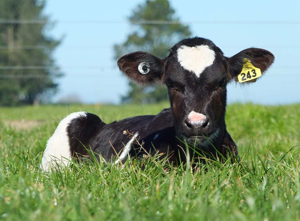 CPD - Awanui Veterinary