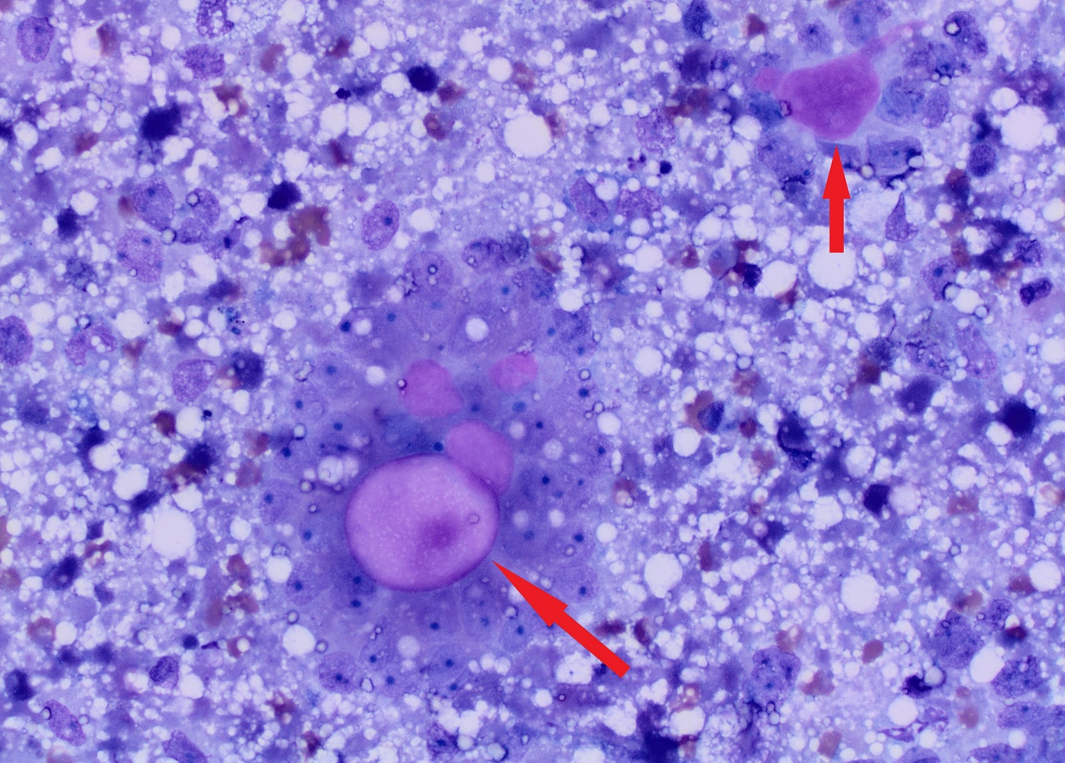 Case of the month - Awanui Veterinary