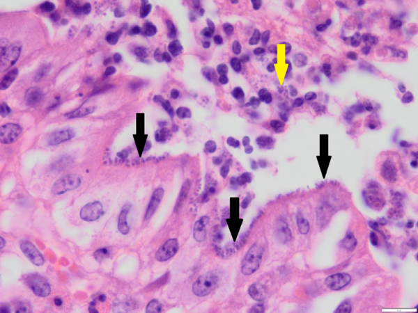 Case of the month - Awanui Veterinary