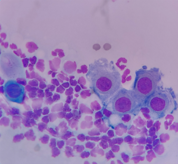 Case of the month - Awanui Veterinary