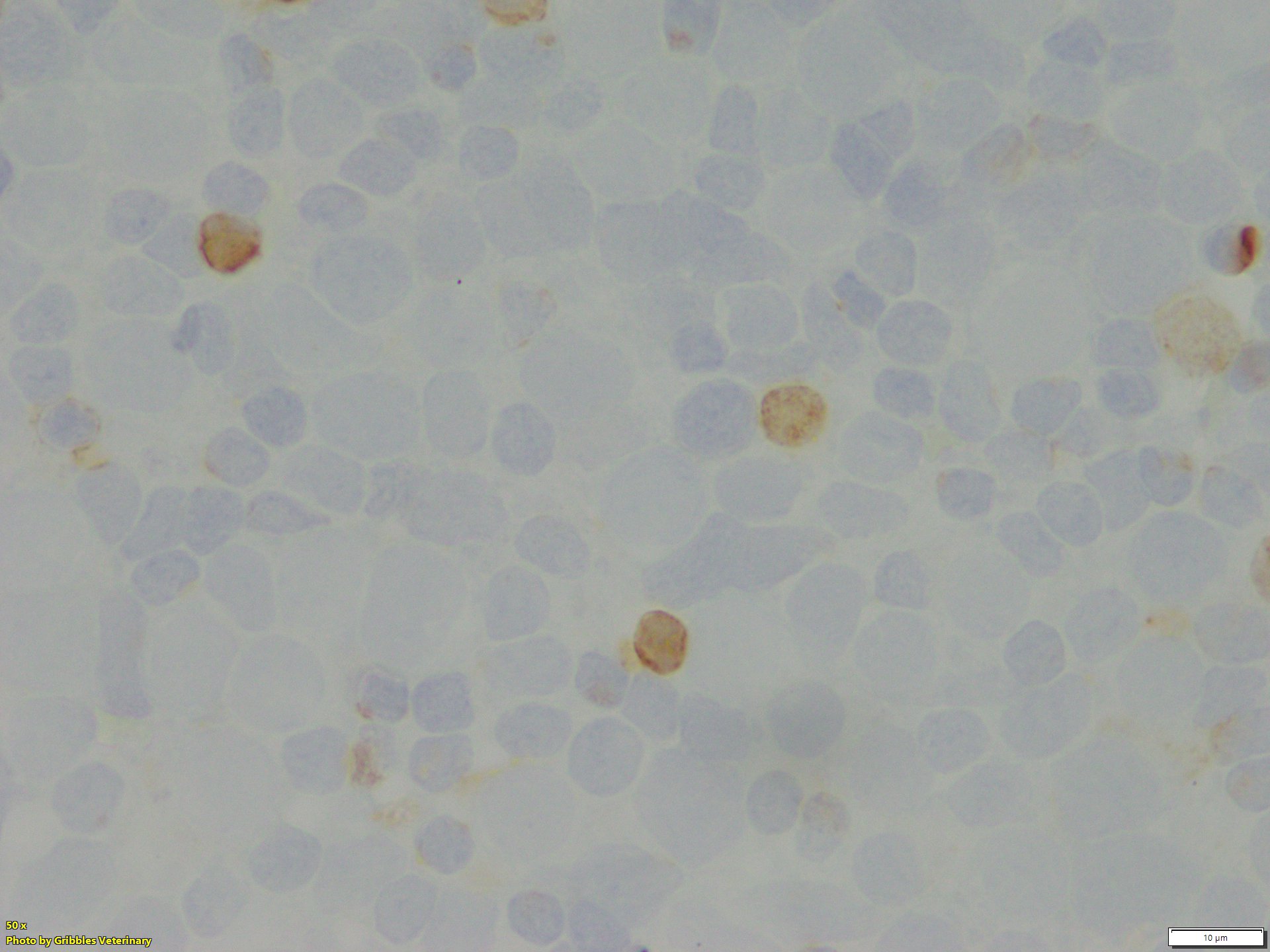 Dogs, lymphoma and ICC - Awanui Veterinary