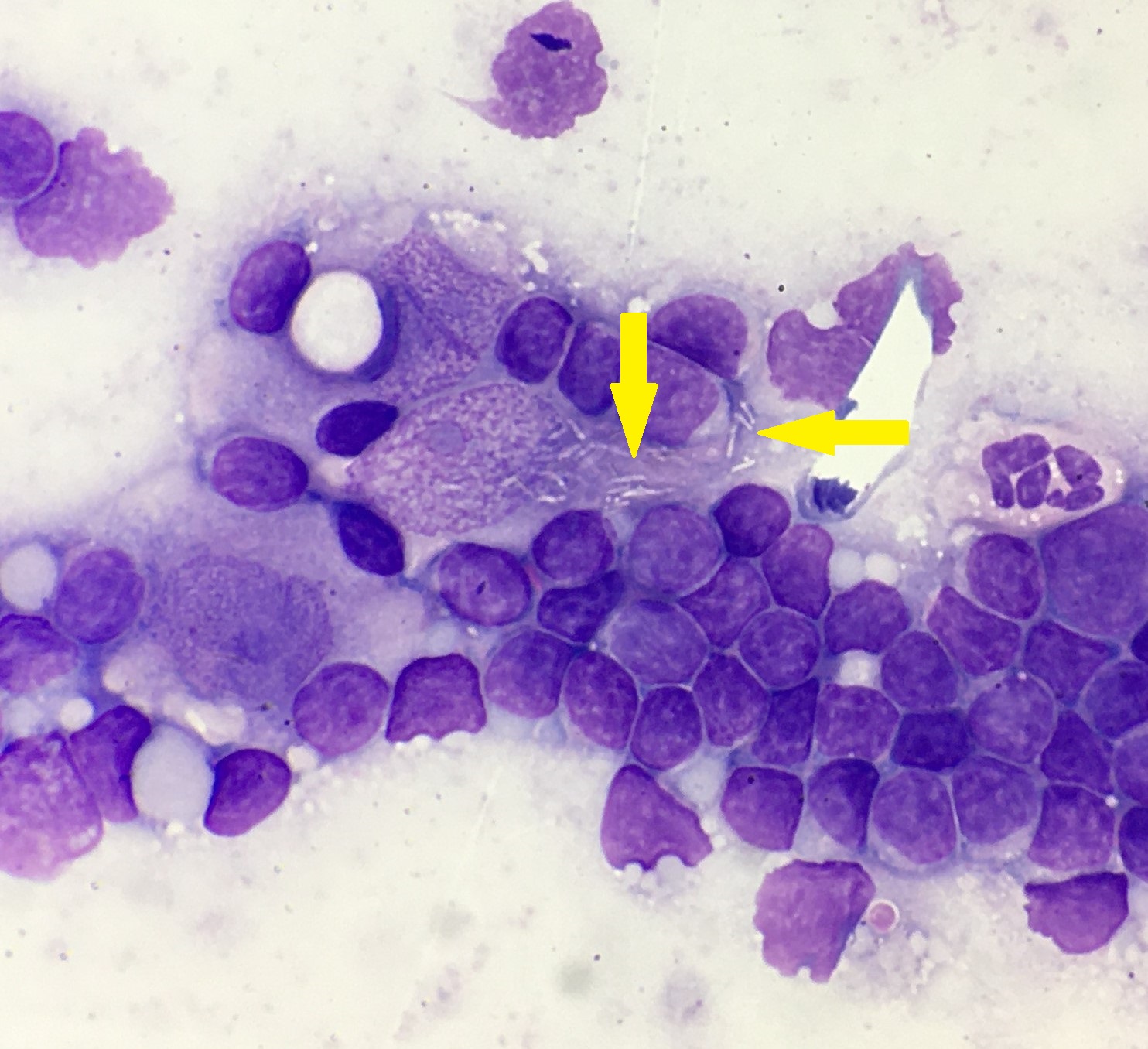 Case of the month - Awanui Veterinary