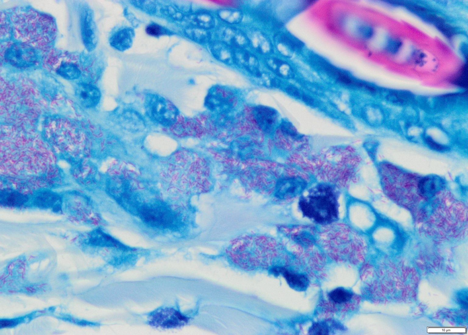 Cutaneous feline mycobacterial infections - Awanui Veterinary