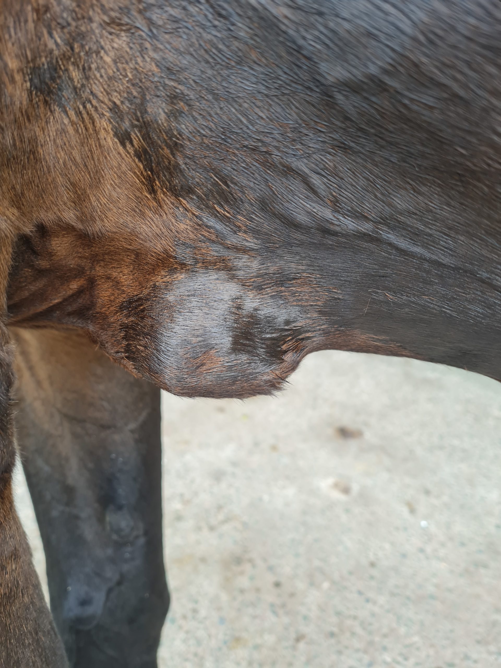 Land of the giants - Awanui Veterinary