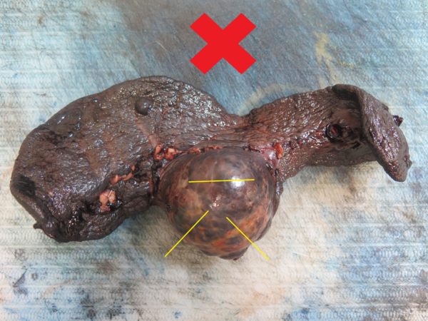 Spleendid samples - Awanui Veterinary