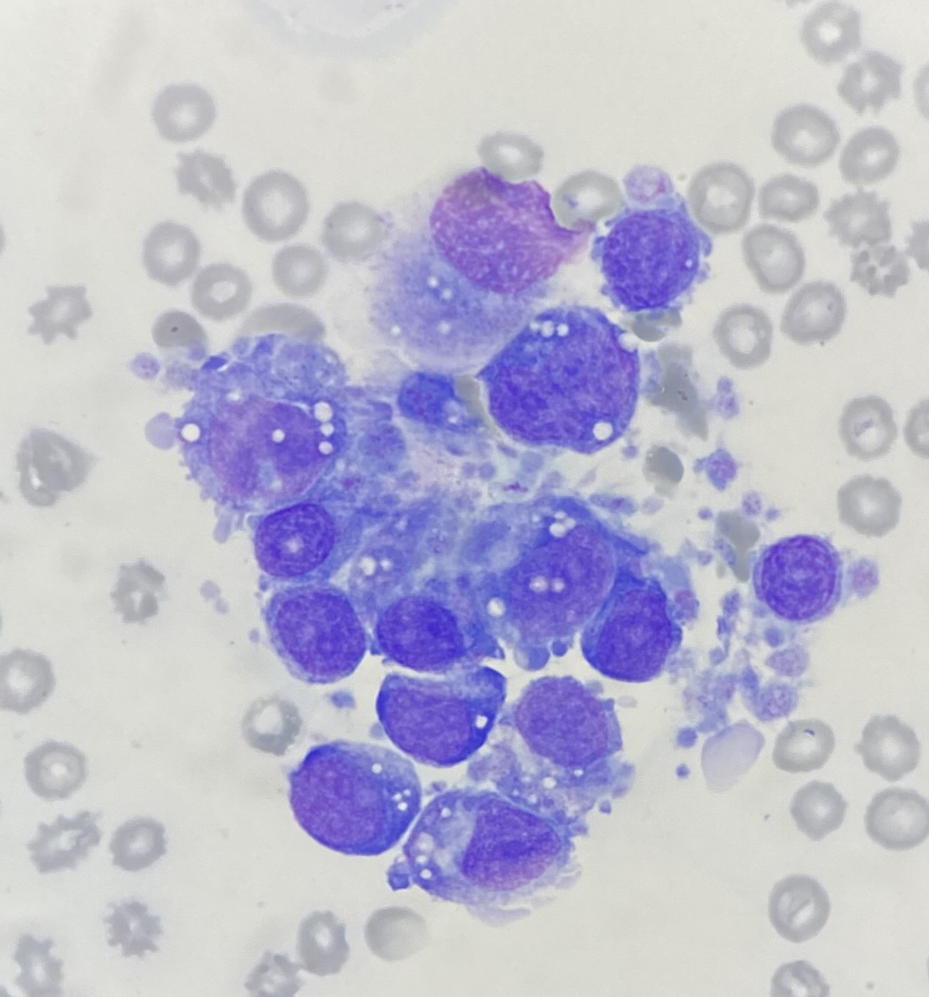 A collaborative case - Awanui Veterinary