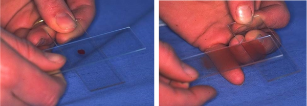 Brush up your cytology smears - Awanui Veterinary