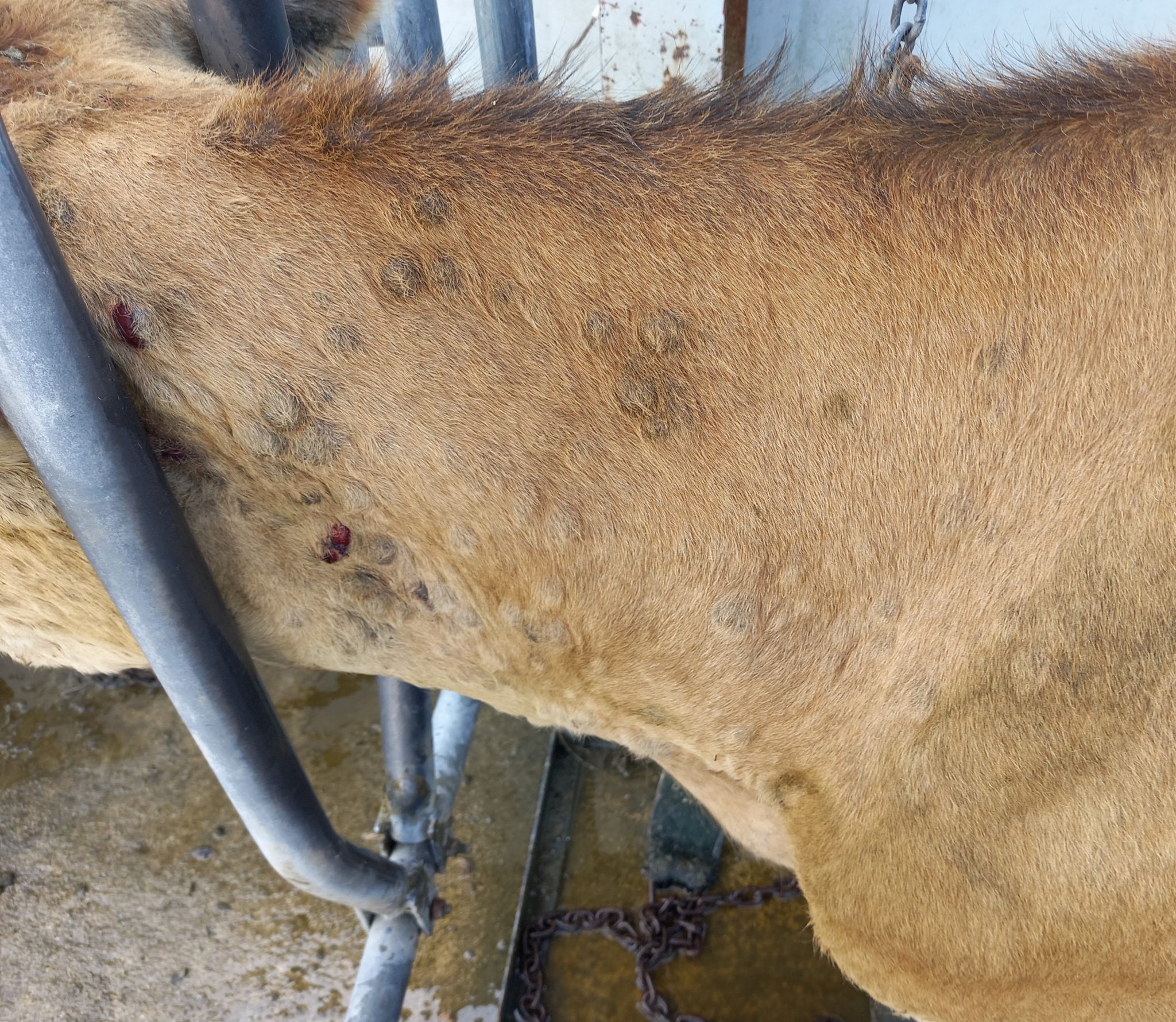 Lumps and bumps - Awanui Veterinary