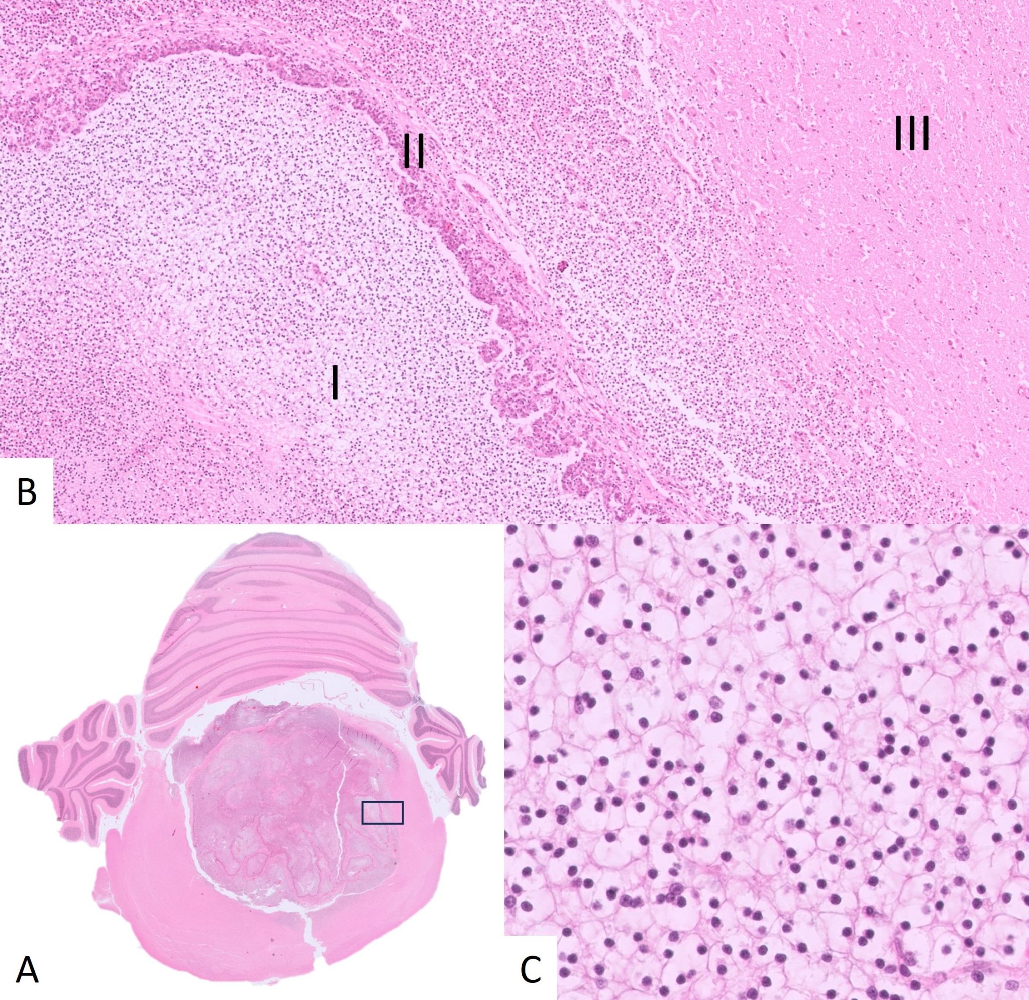 An unusual cause of neurologic signs in a young cat - Awanui Veterinary