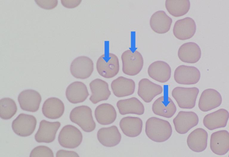 Exotic visitors - Awanui Veterinary