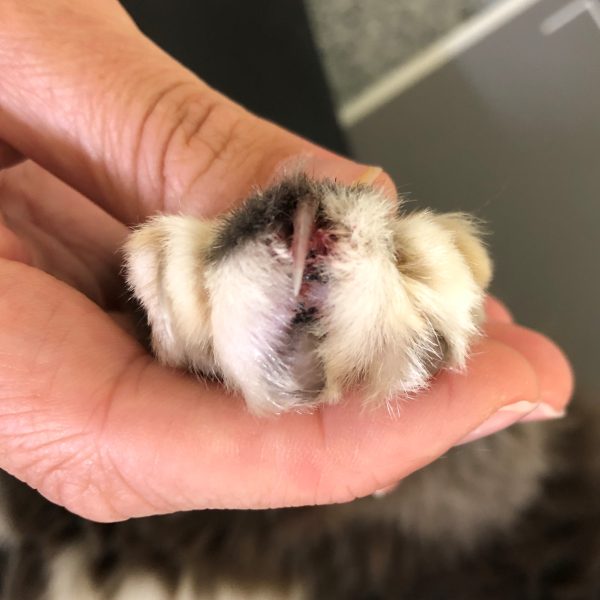 Feline lung-digit syndrome - Awanui Veterinary