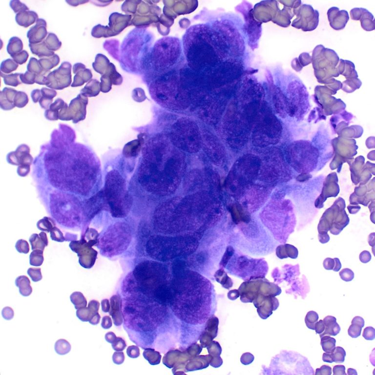 Feline lung-digit syndrome - Awanui Veterinary