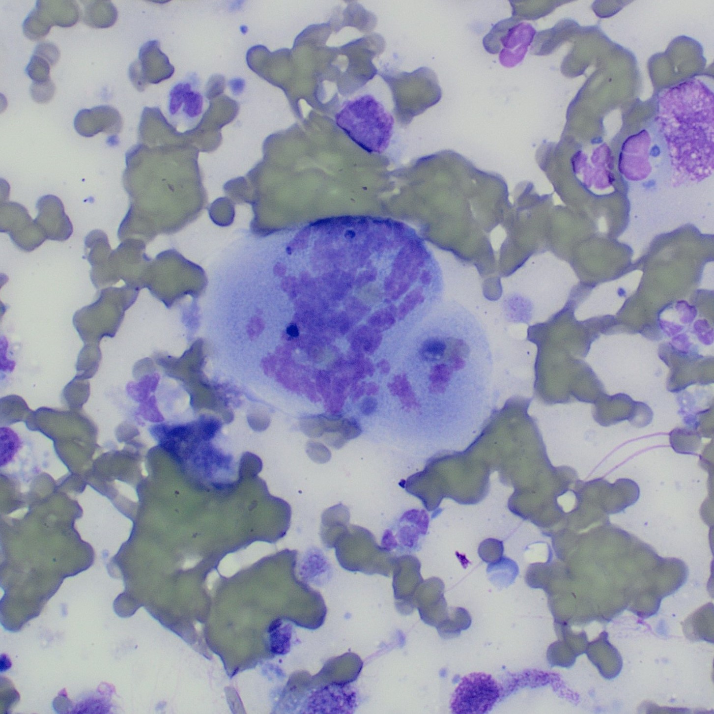 Feline lung-digit syndrome - Awanui Veterinary