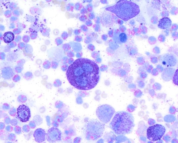 Cytologic grading of canine mast cell tumours - Awanui Veterinary