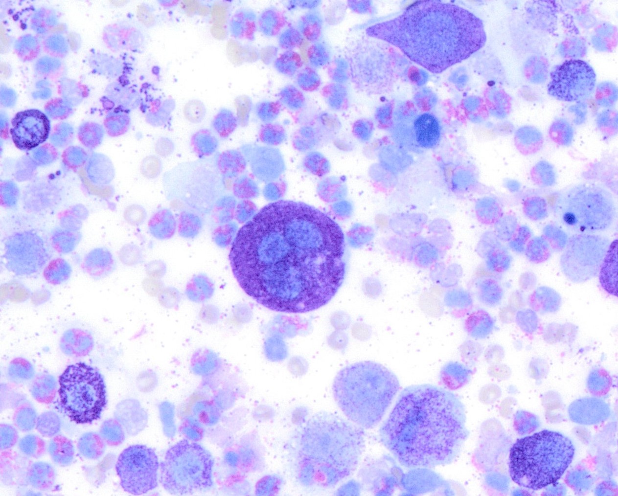 Cytologic grading of canine mast cell tumours - Awanui Veterinary