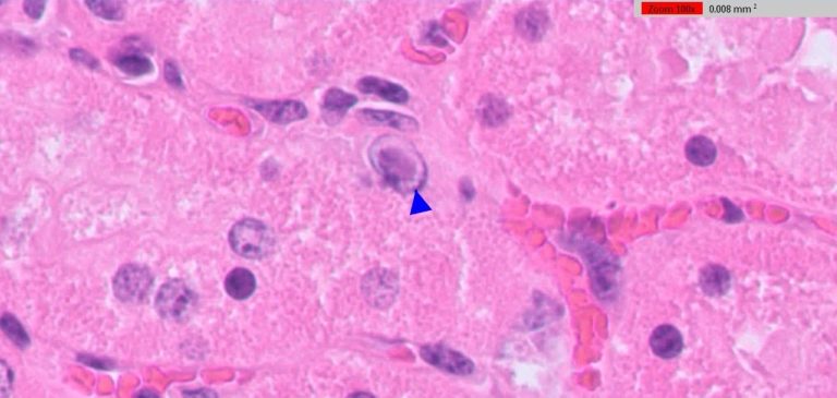 Bovine adenovirus in young cattle - Awanui Veterinary