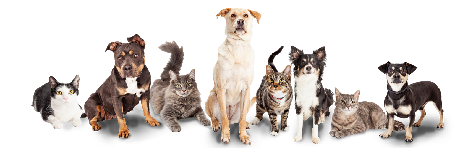 *NEW* SDMA testing - Awanui Veterinary