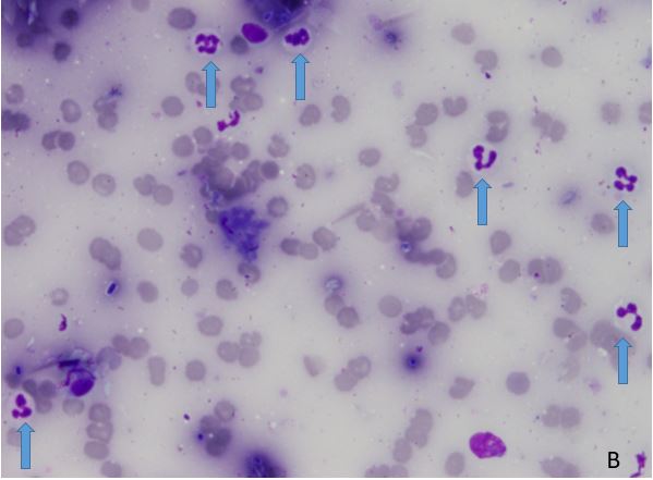 Only skin deep - Awanui Veterinary