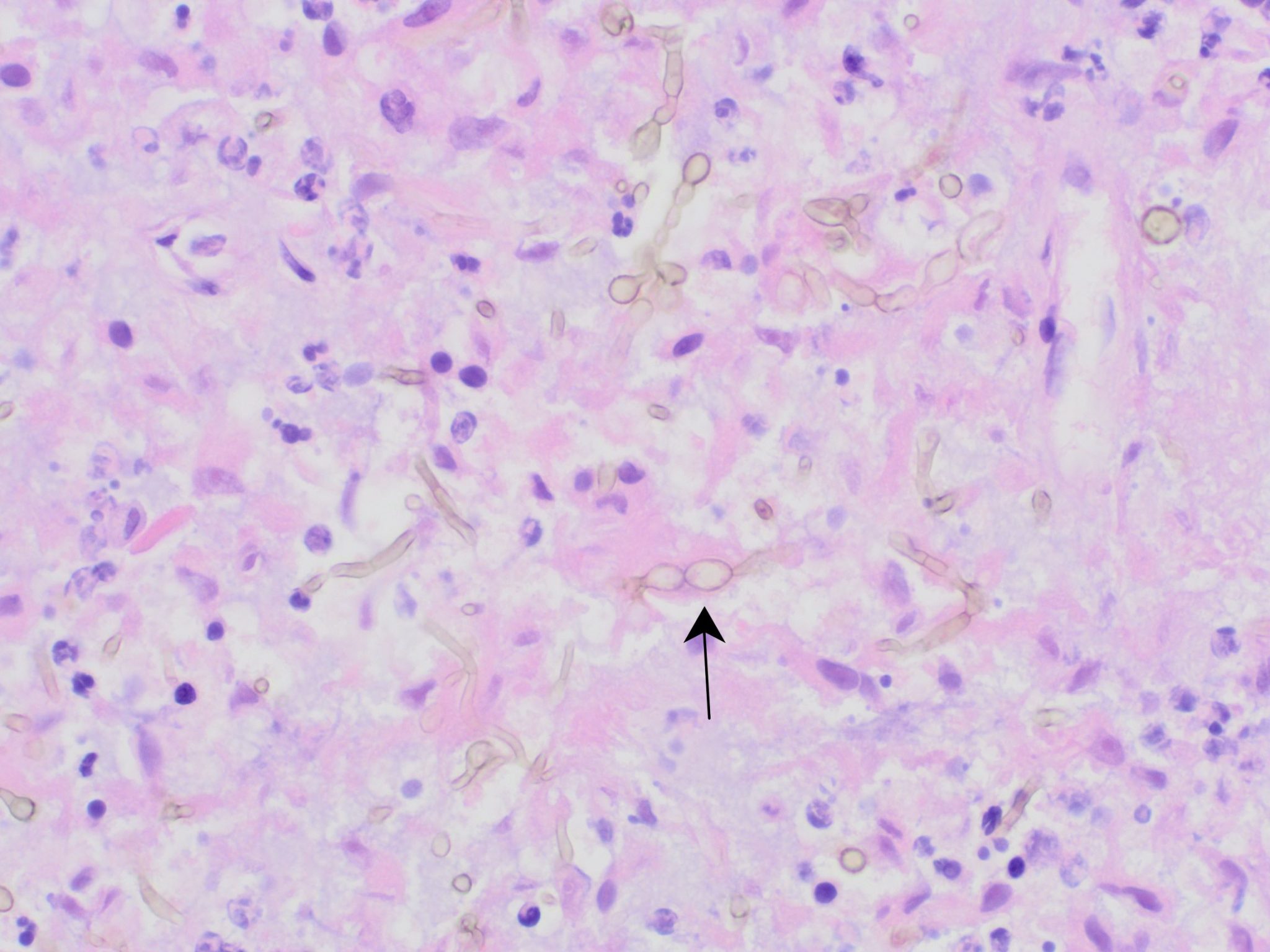 A rare but deadly diagnosis - Awanui Veterinary