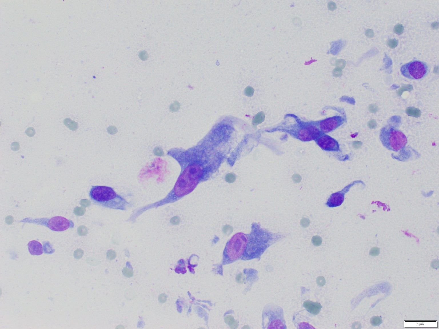 Spindle cells - Awanui Veterinary