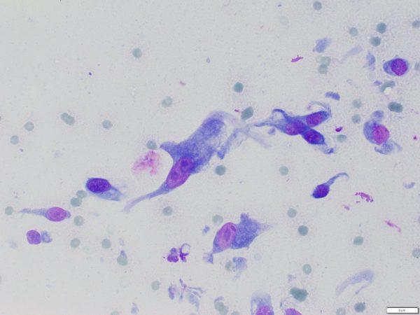Spindle cells - Awanui Veterinary